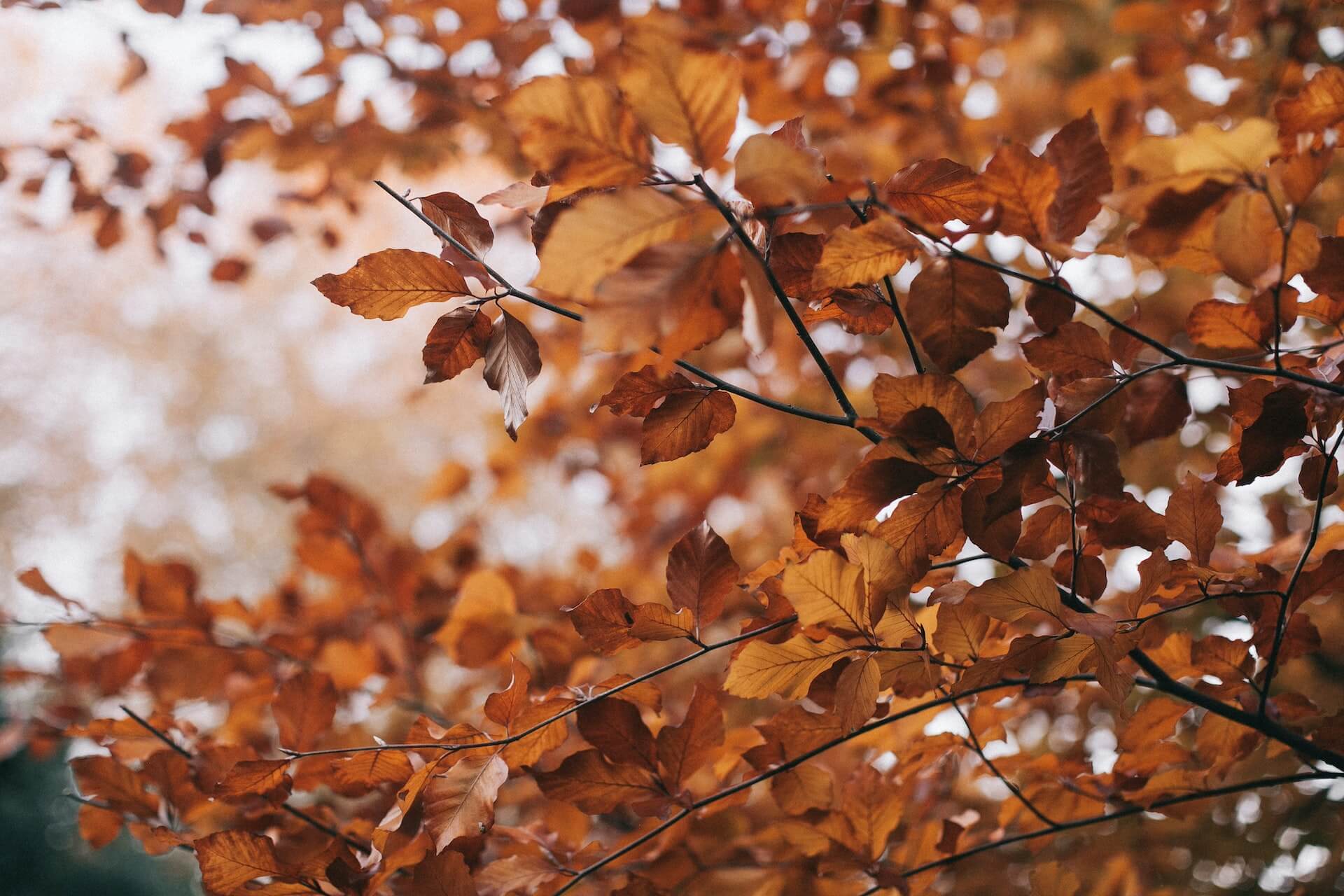 Moving During the Fall | Cross Country Movers